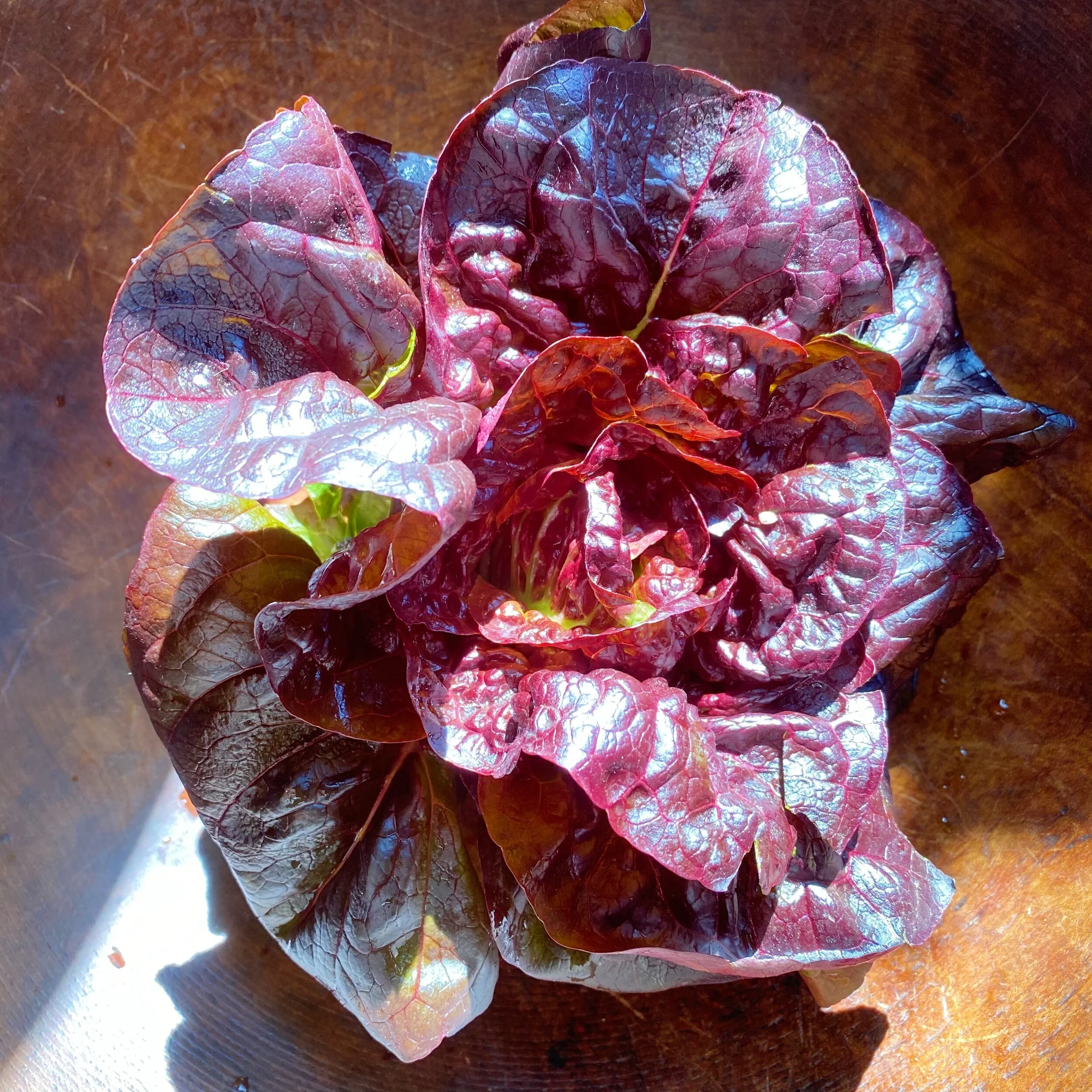 Spring Produce — Organically Grown Company