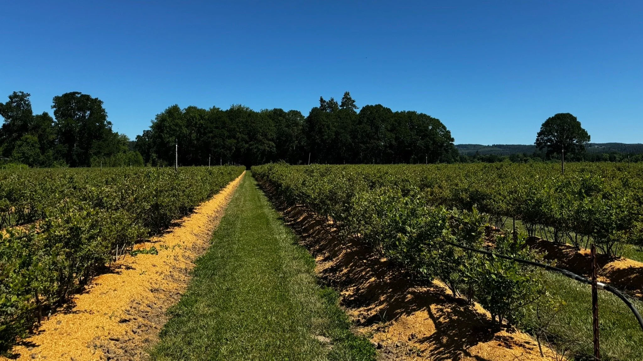 The Organic Journey of Mckay Creek Blueberries — Organically Grown Company