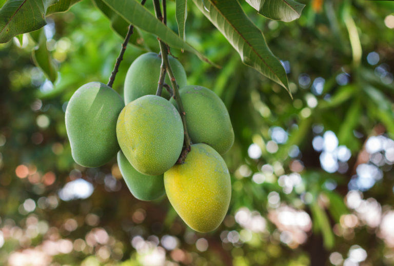 California Keitt Mangos Mean Big Fruit & Big Flavor — Organically Grown ...