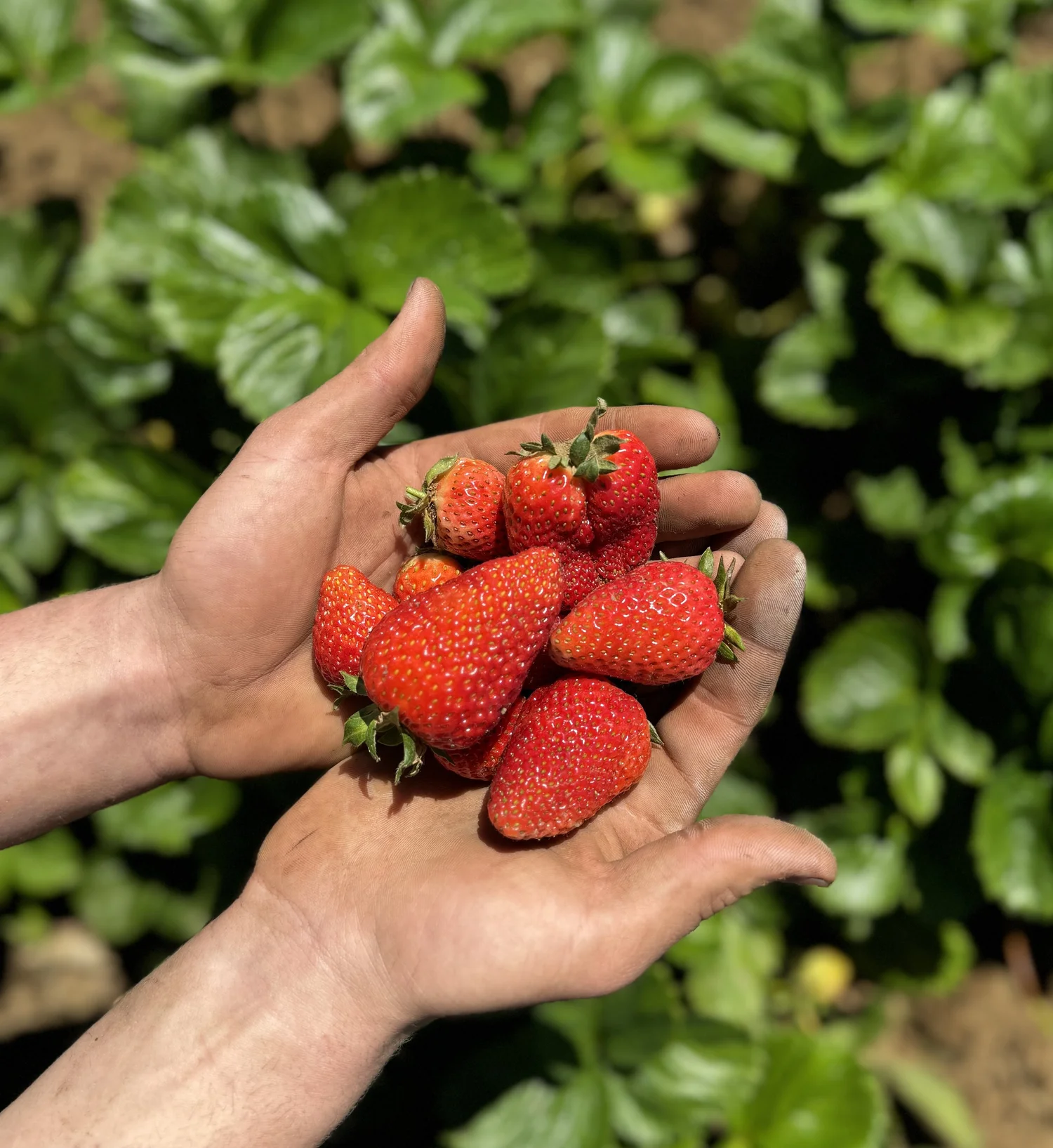 Liepold Farms: A Berry Sweet Legacy — Organically Grown Company