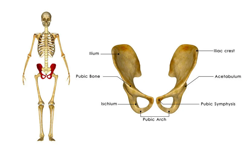 Anatomical Awareness — Give Me Brilliance