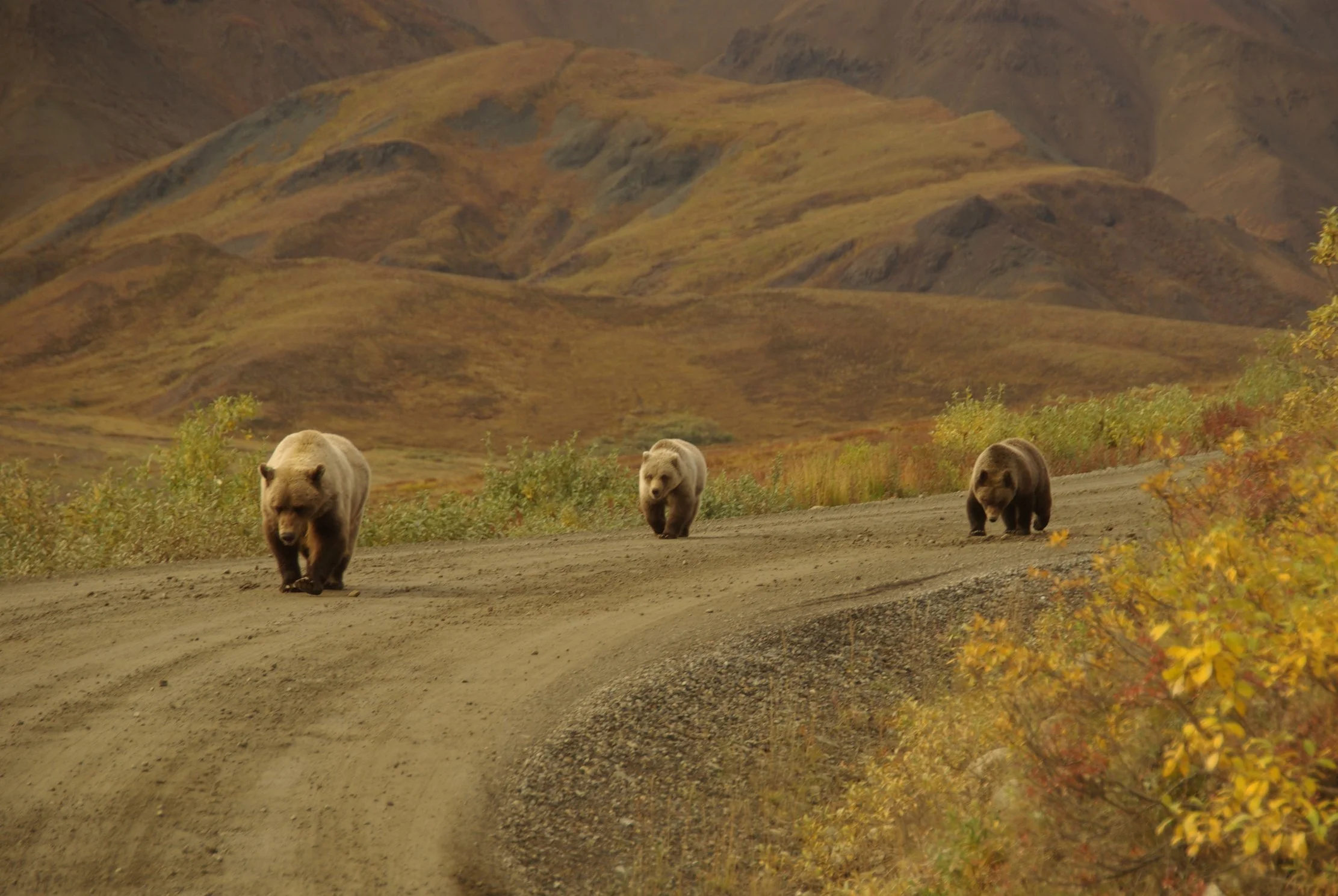 Bear State Home Inspection