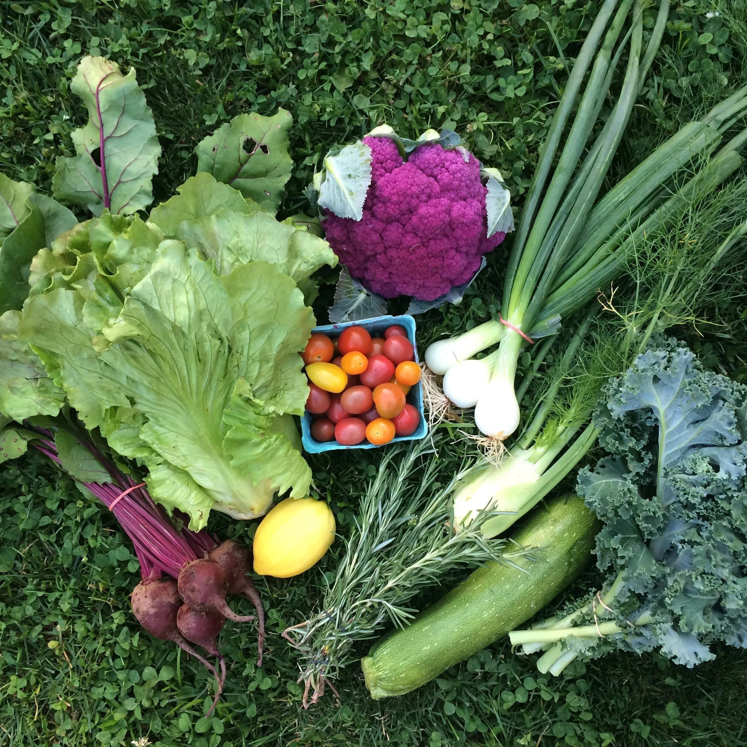 Fresh & Local: Our 2022 CSA is Open — Lemon Street Market