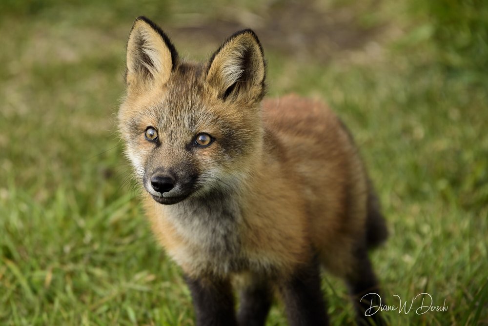 Red Fox Kit