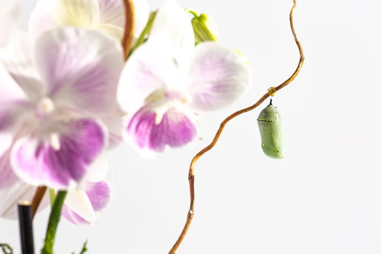 METAMORPH BLOOMS