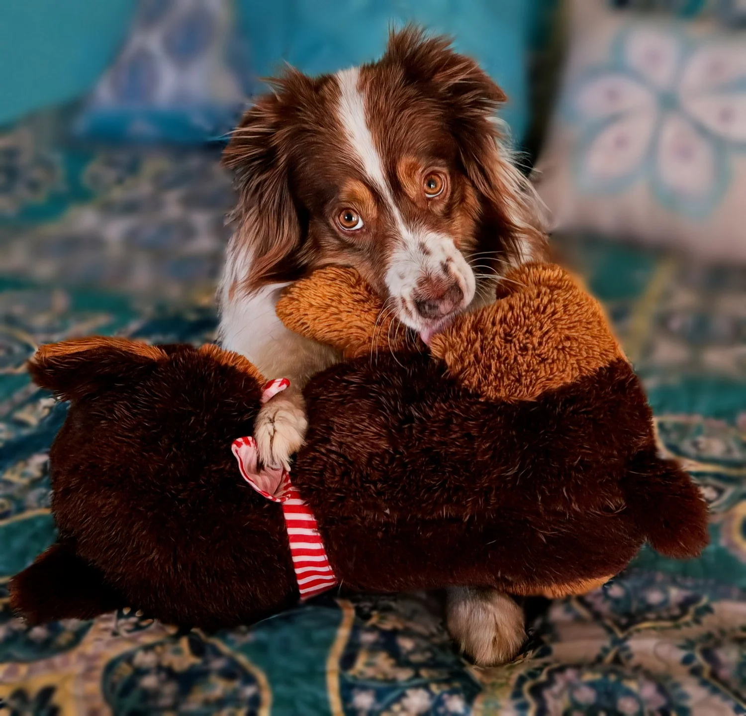 Unique Pet Photography and Paintings — Creative Fine Art Photography