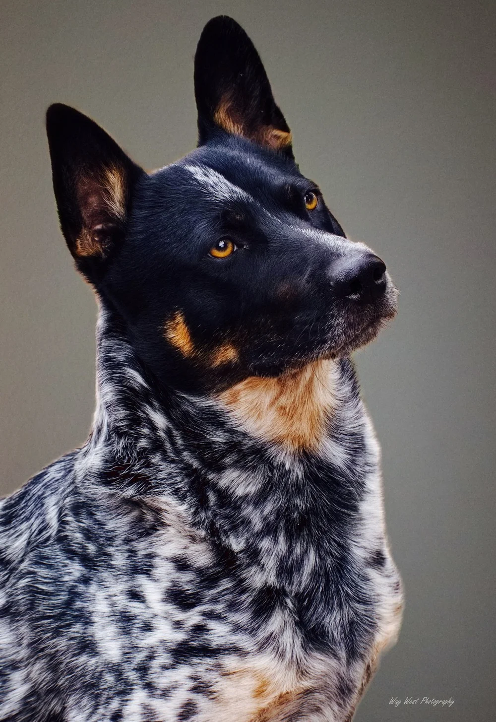 Unique Pet Photography and Paintings — Creative Fine Art Photography