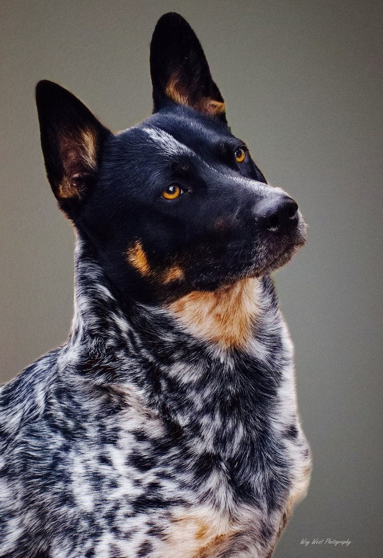 Unique Pet Photography and Paintings — Creative Fine Art Photography
