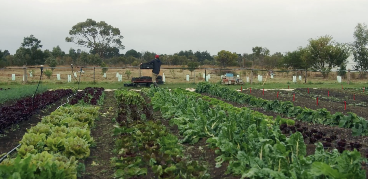 Our Farm — Common Ground Project