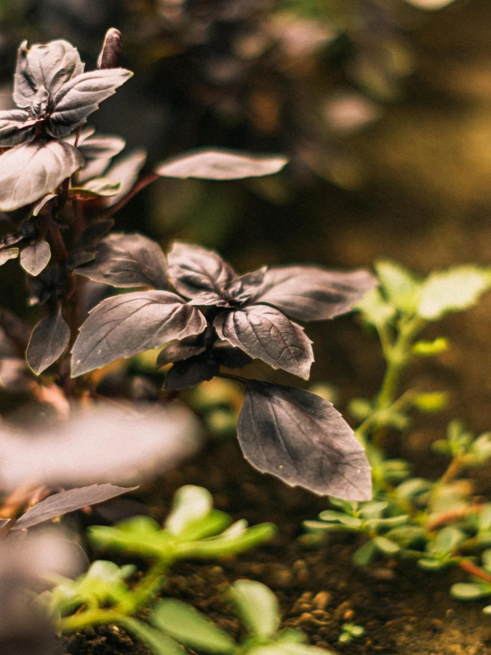 Our Farm — Common Ground Project
