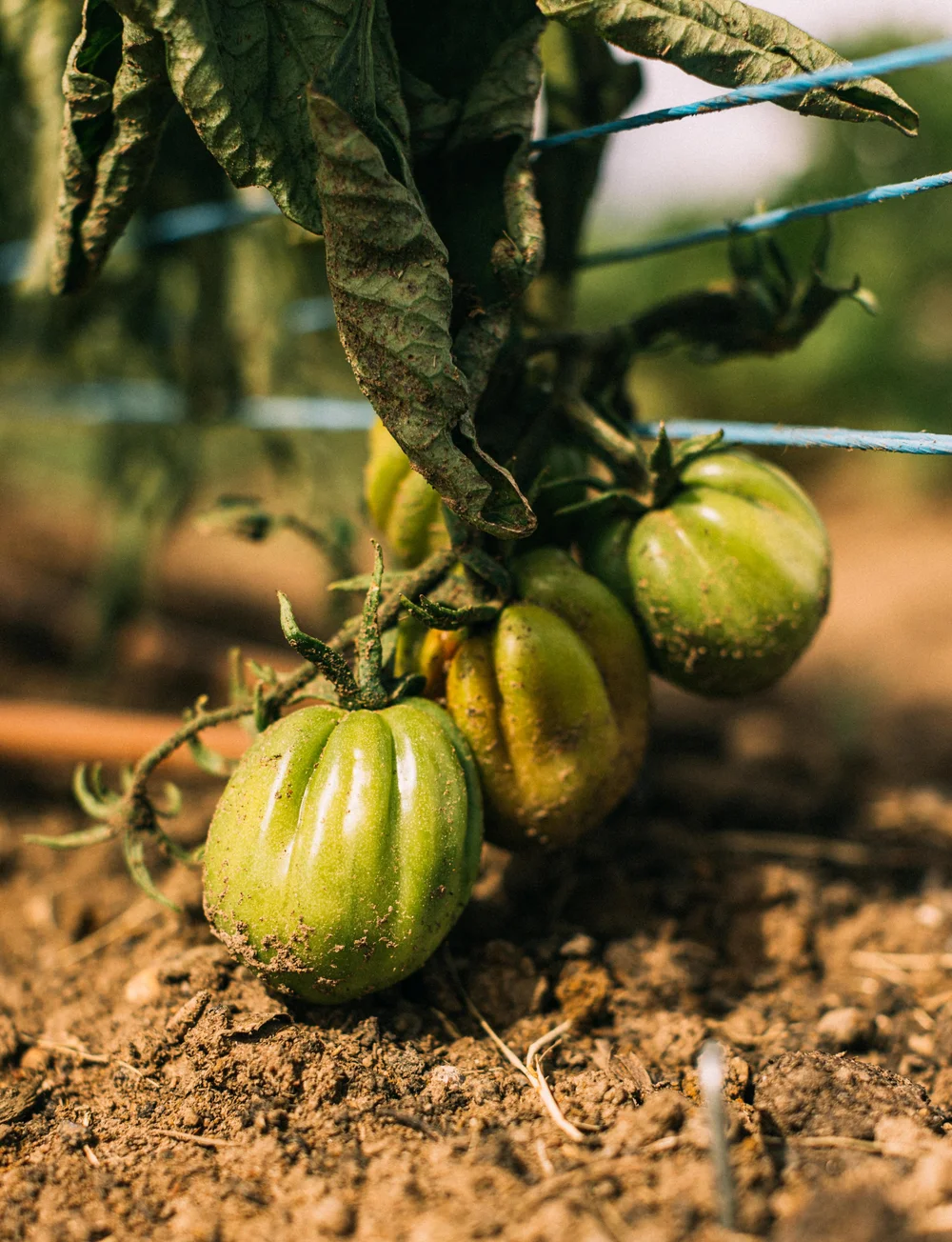 Our Farm — Common Ground Project