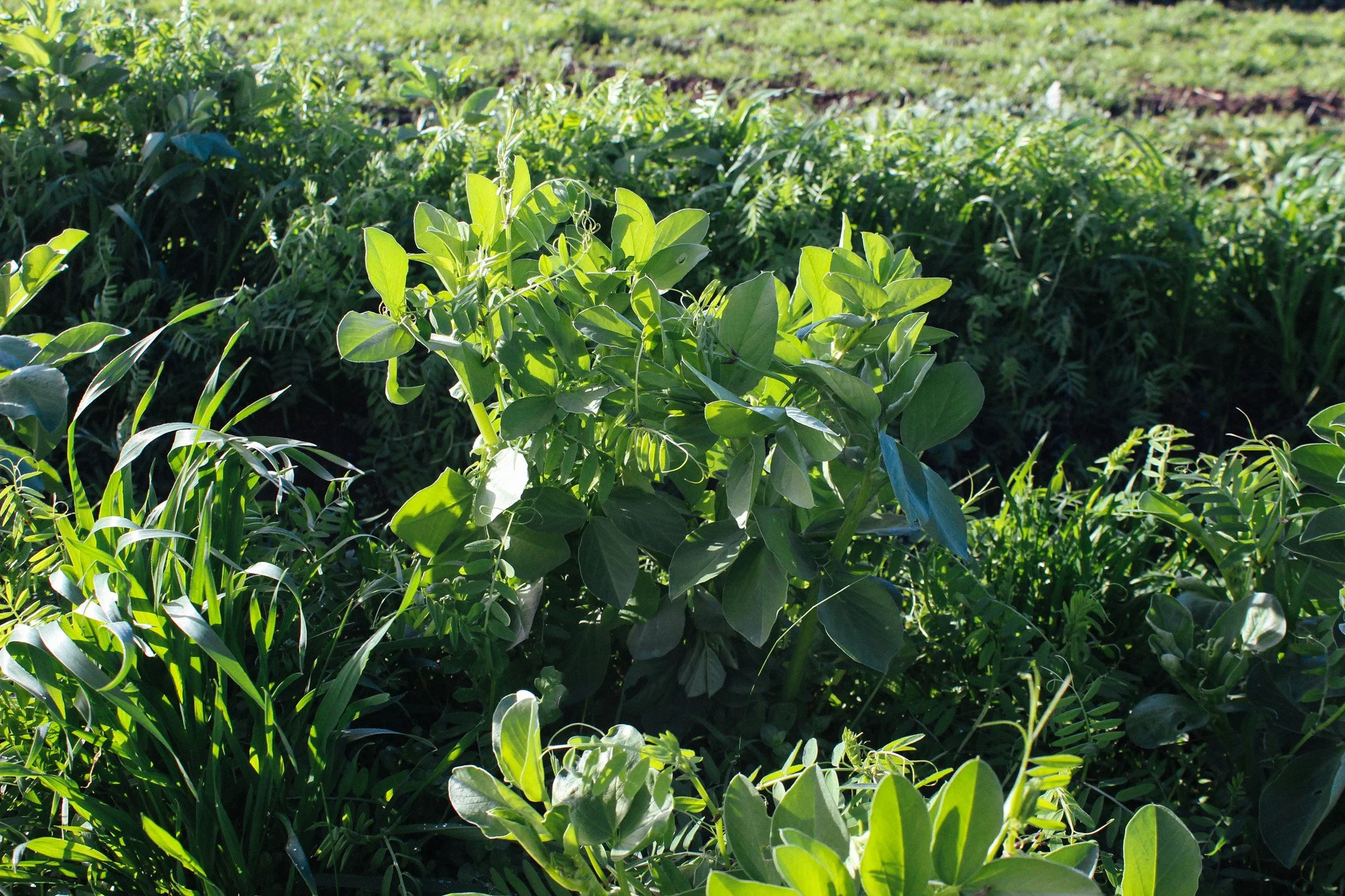 Our Farm — Common Ground Project
