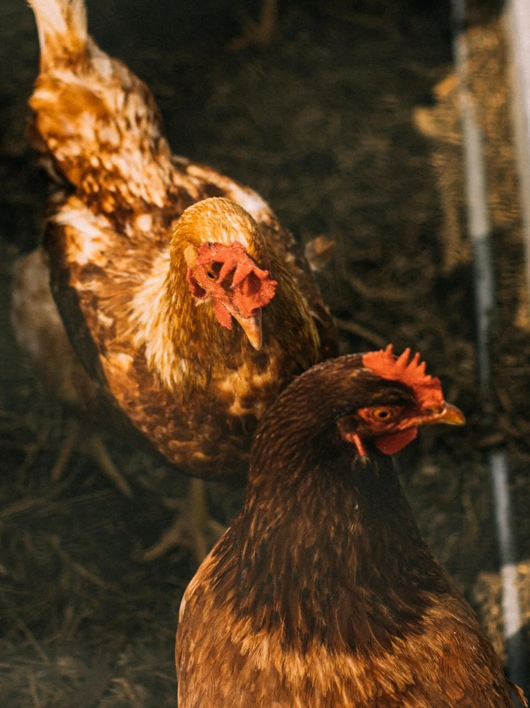 Our Farm — Common Ground Project