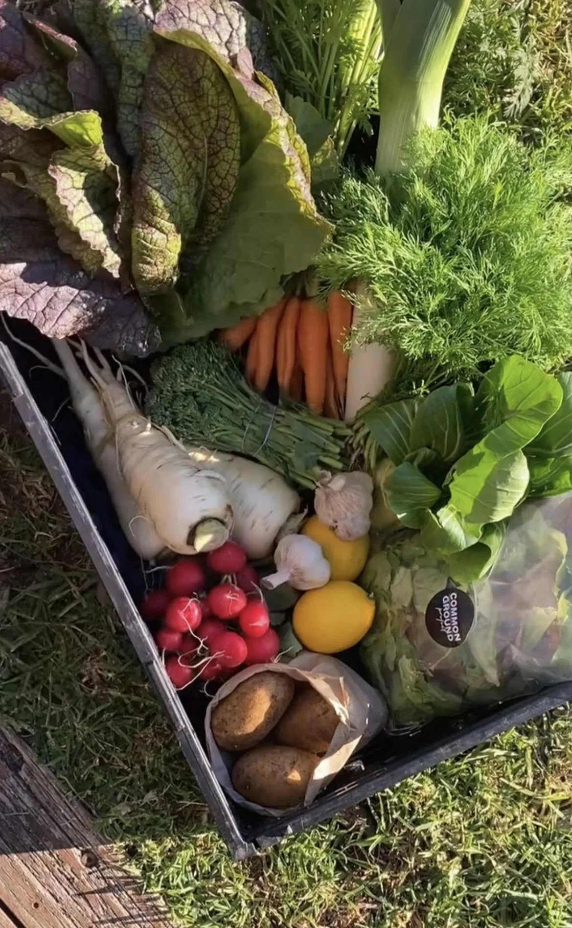 Common Ground Project