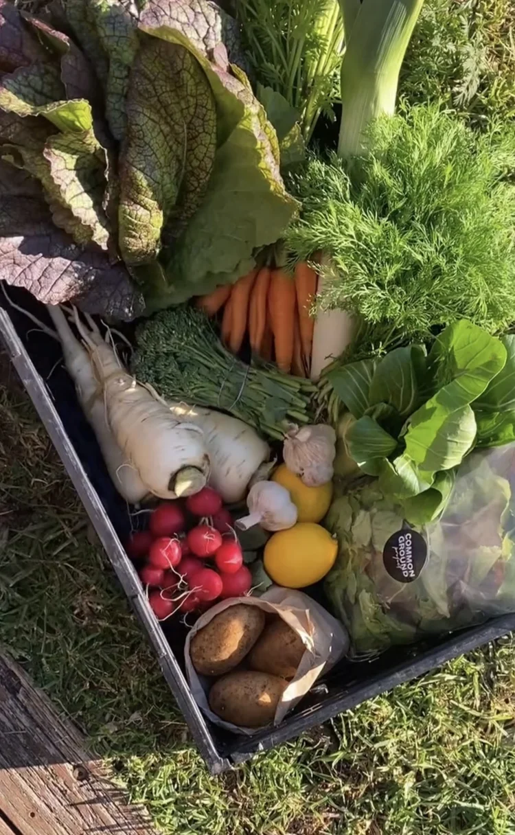 Common Ground Project