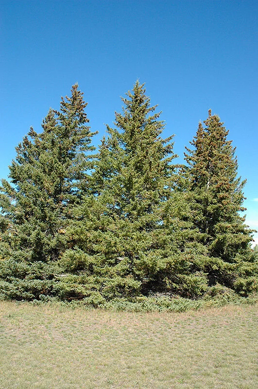Large Trees for sale — J&J Trees