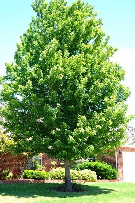 Large Trees for sale — J&J Trees