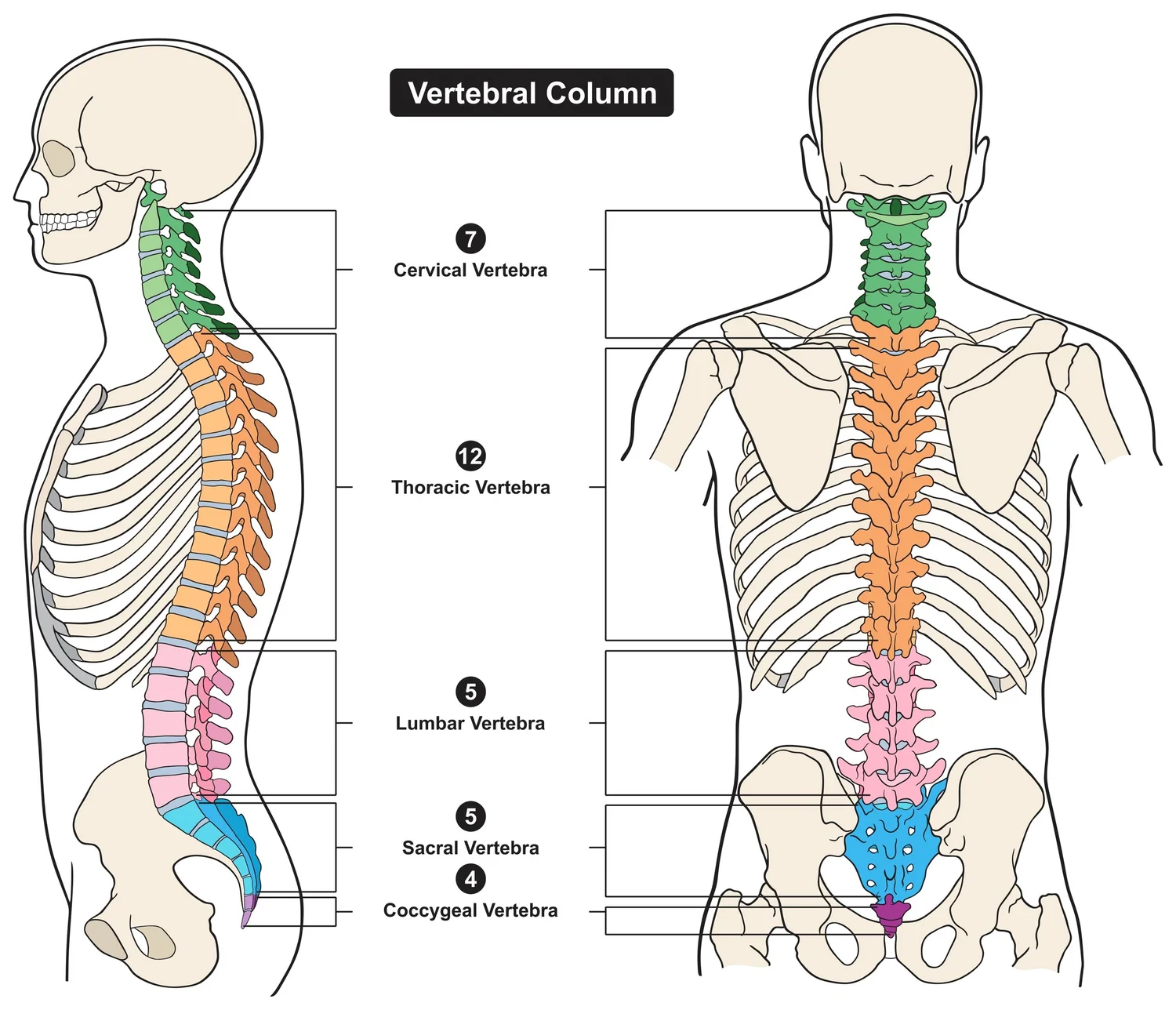 Complete vs. incomplete spinal cord injury: What you need to know ...