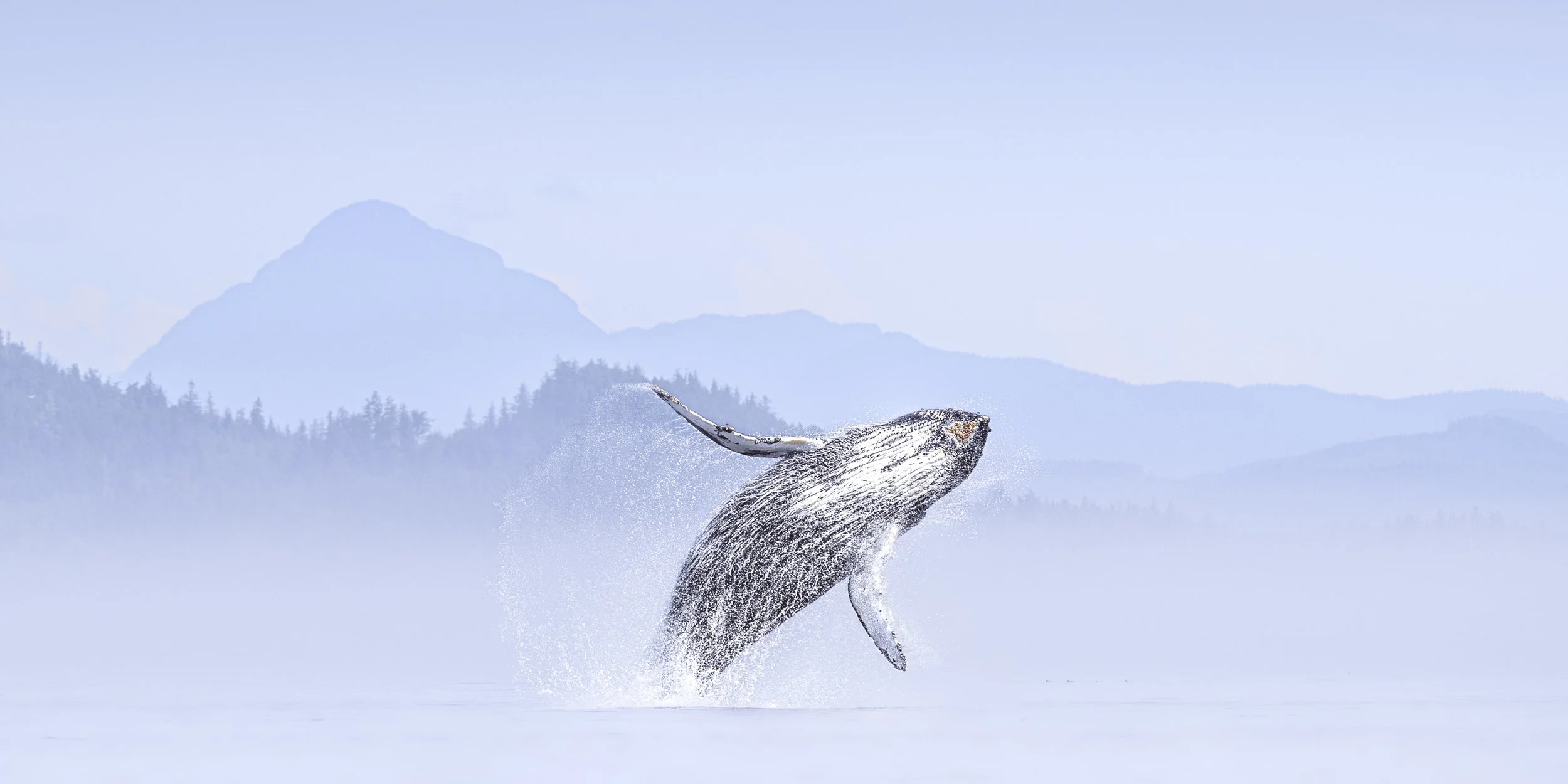 FELIX ROME PHOTOGRAPHY