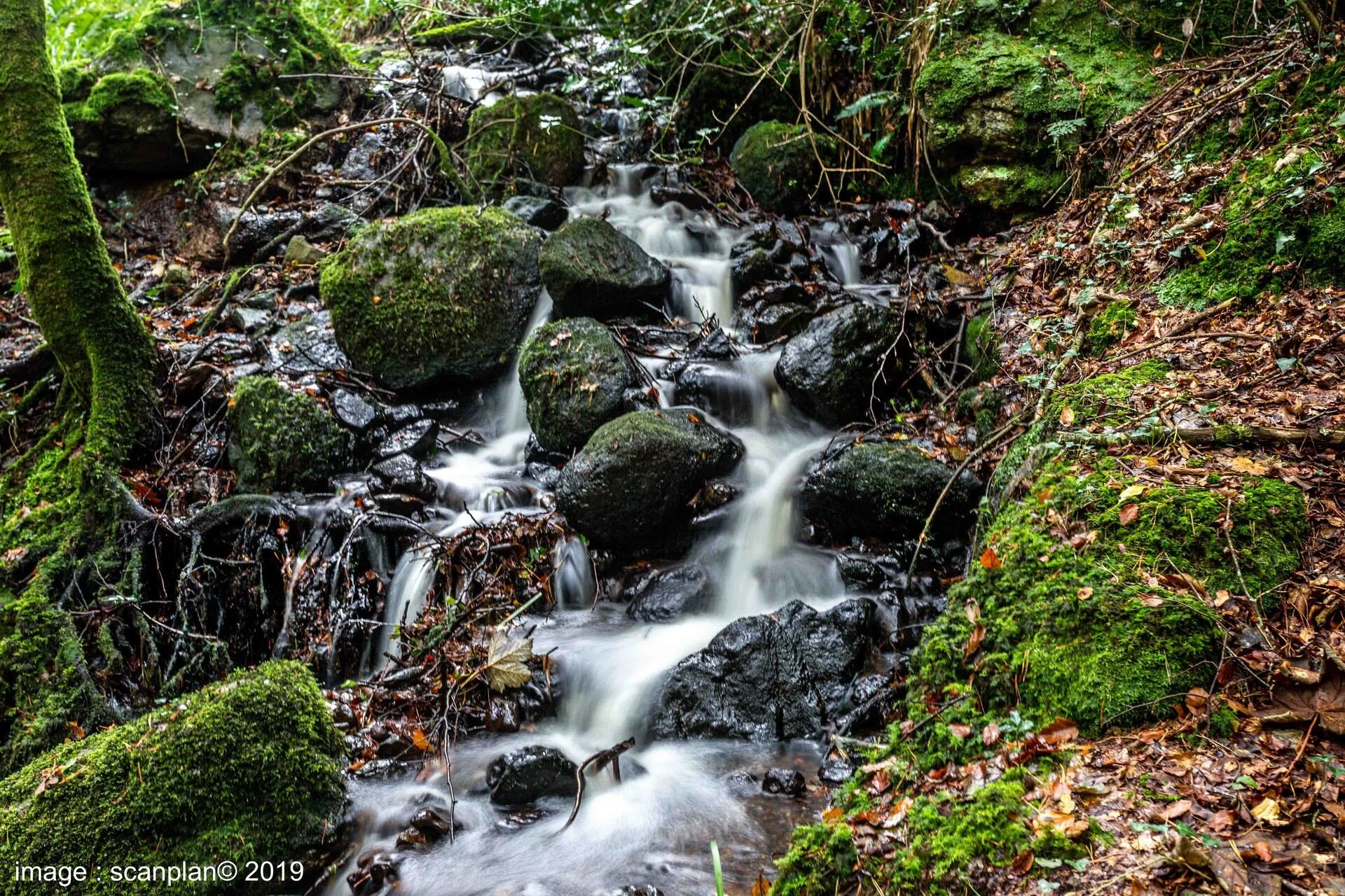 Mahon River — Scan PLAN