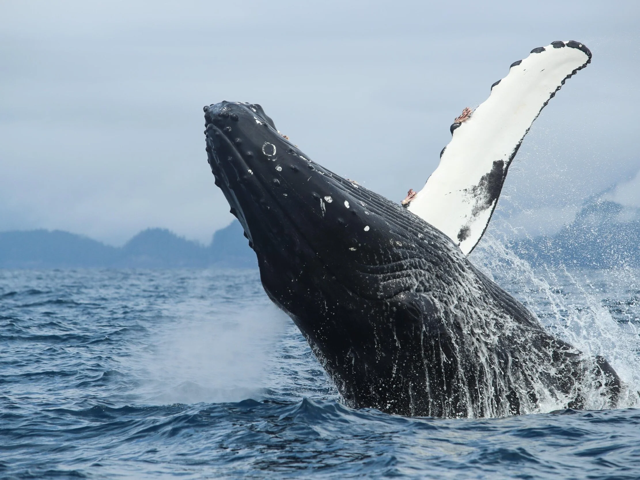 About Haida Gwaii — Haida Tourism