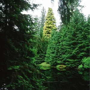 The True Story of the Golden Spruce — Haida Tourism