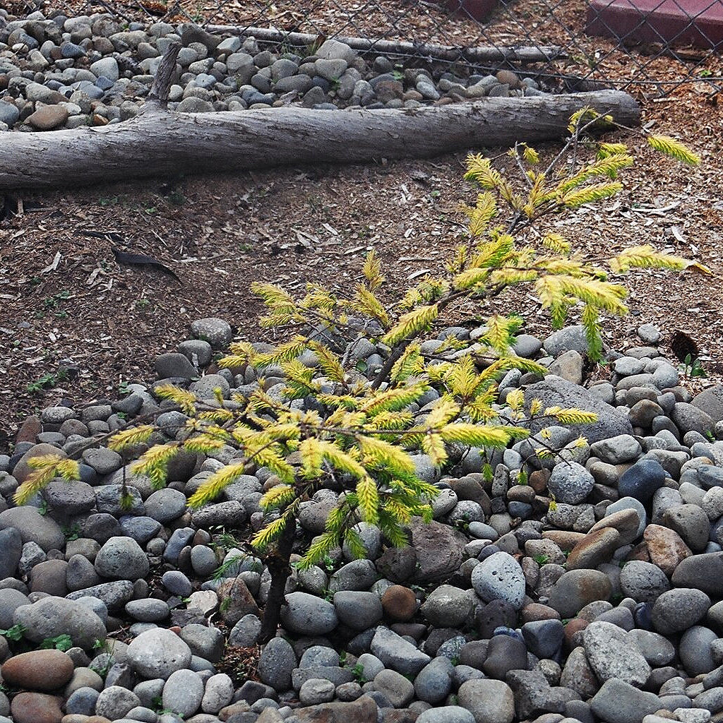The True Story of the Golden Spruce — Haida Tourism