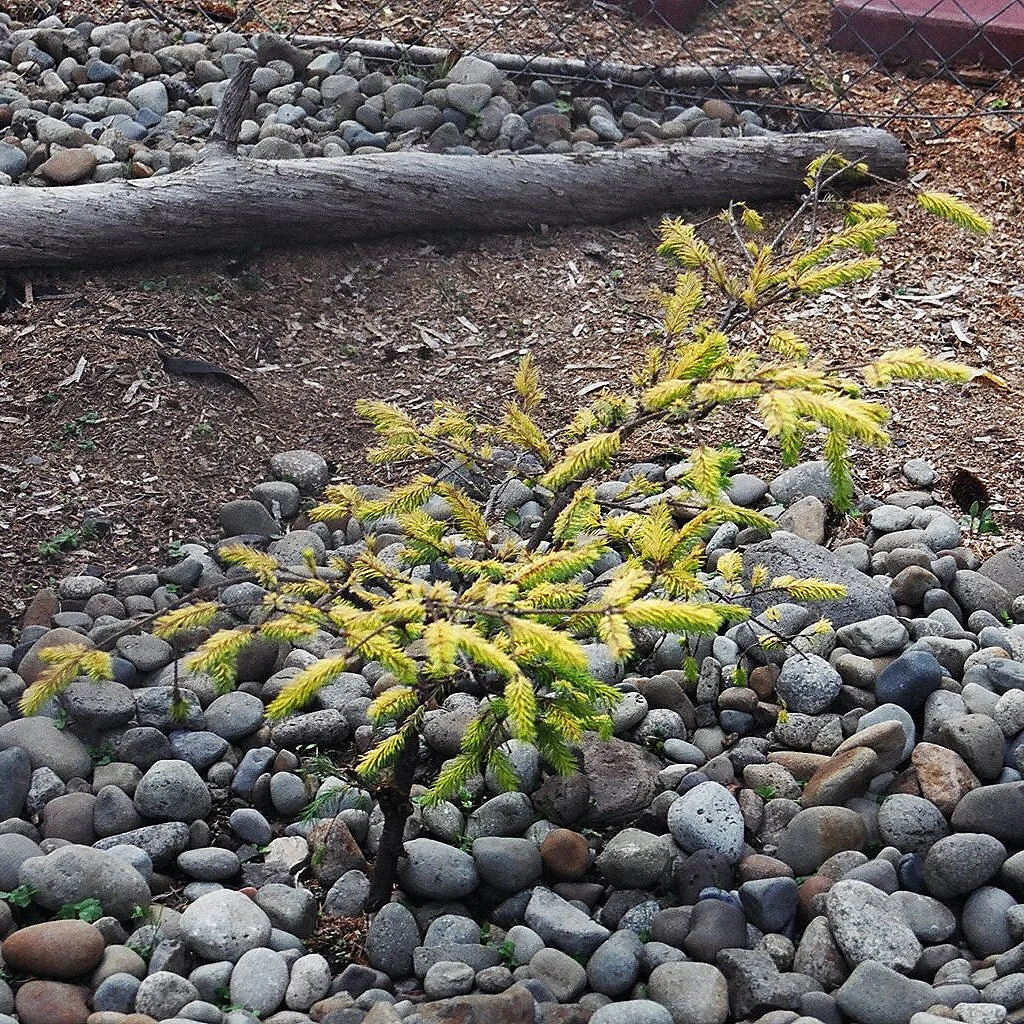 The True Story of the Golden Spruce — Haida Tourism