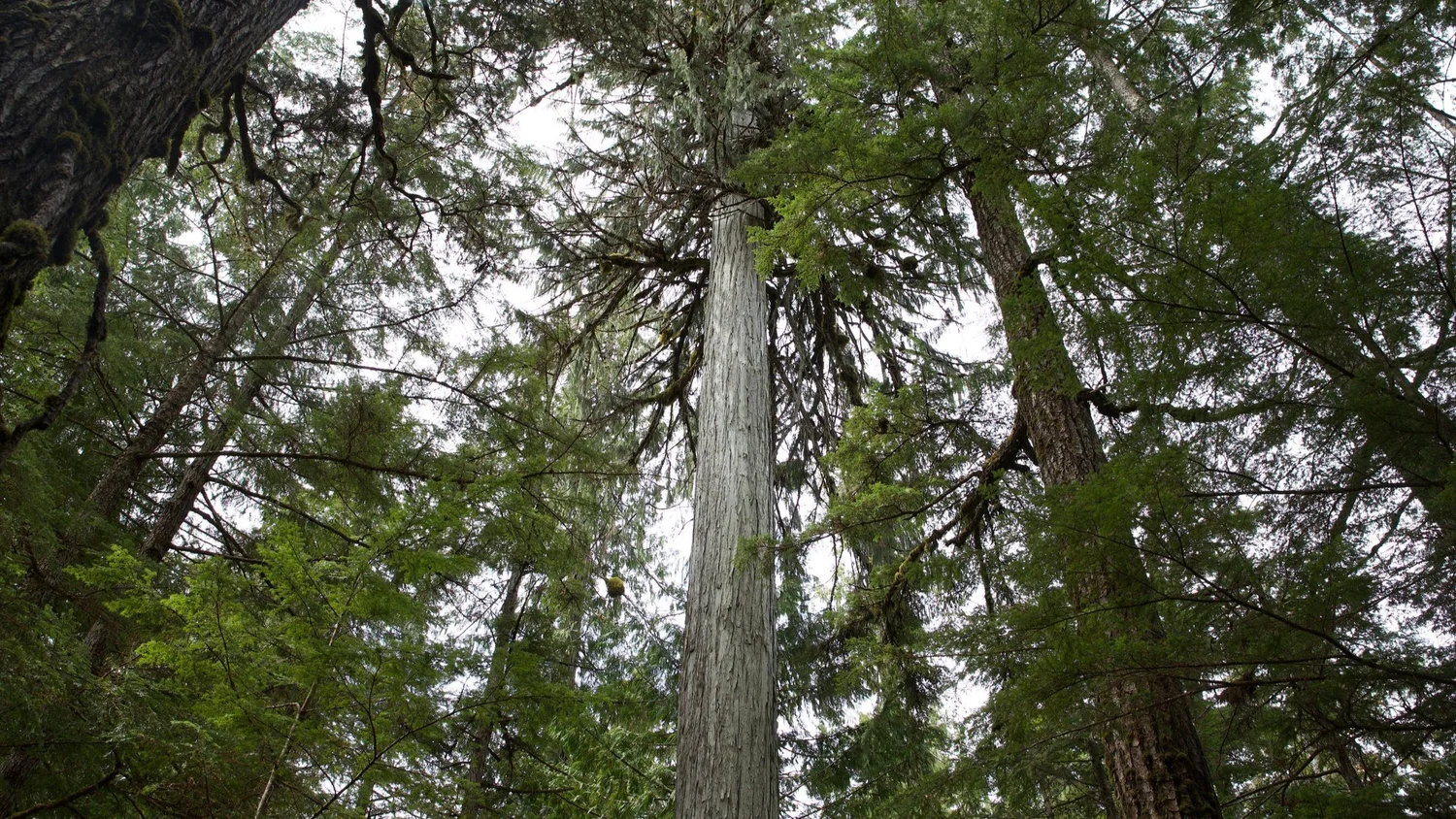 The Trees of Haida Gwaii — Haida Tourism