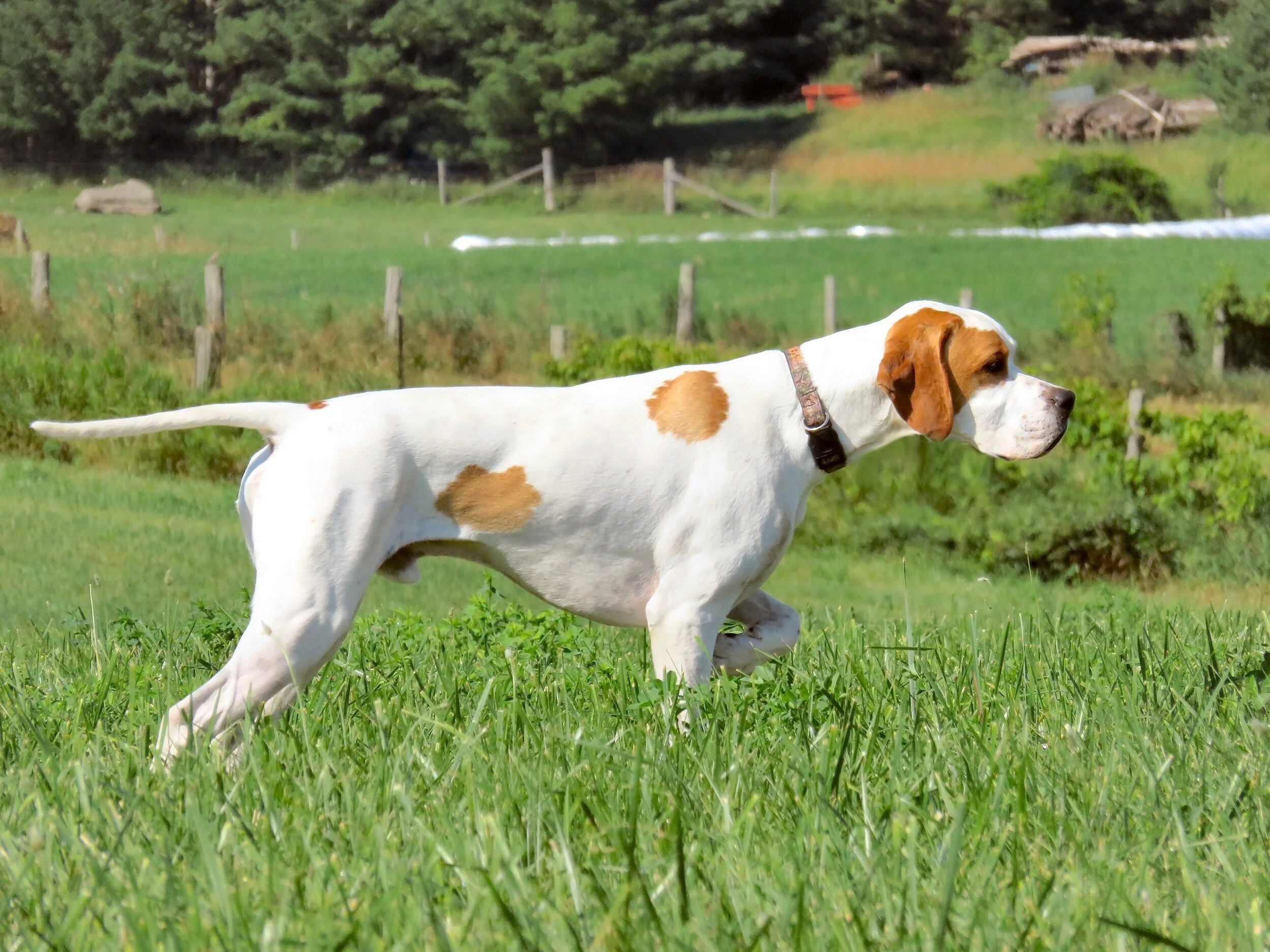 About the Pointer — Classical About the Pointer — Classical