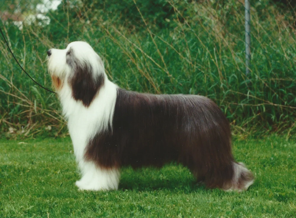 Are Bearded Collies Good Family Pets