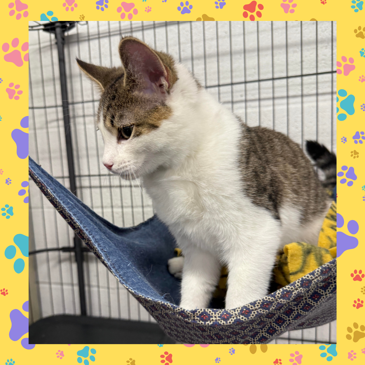 Adopt — The Animal Shelter Society, Inc.