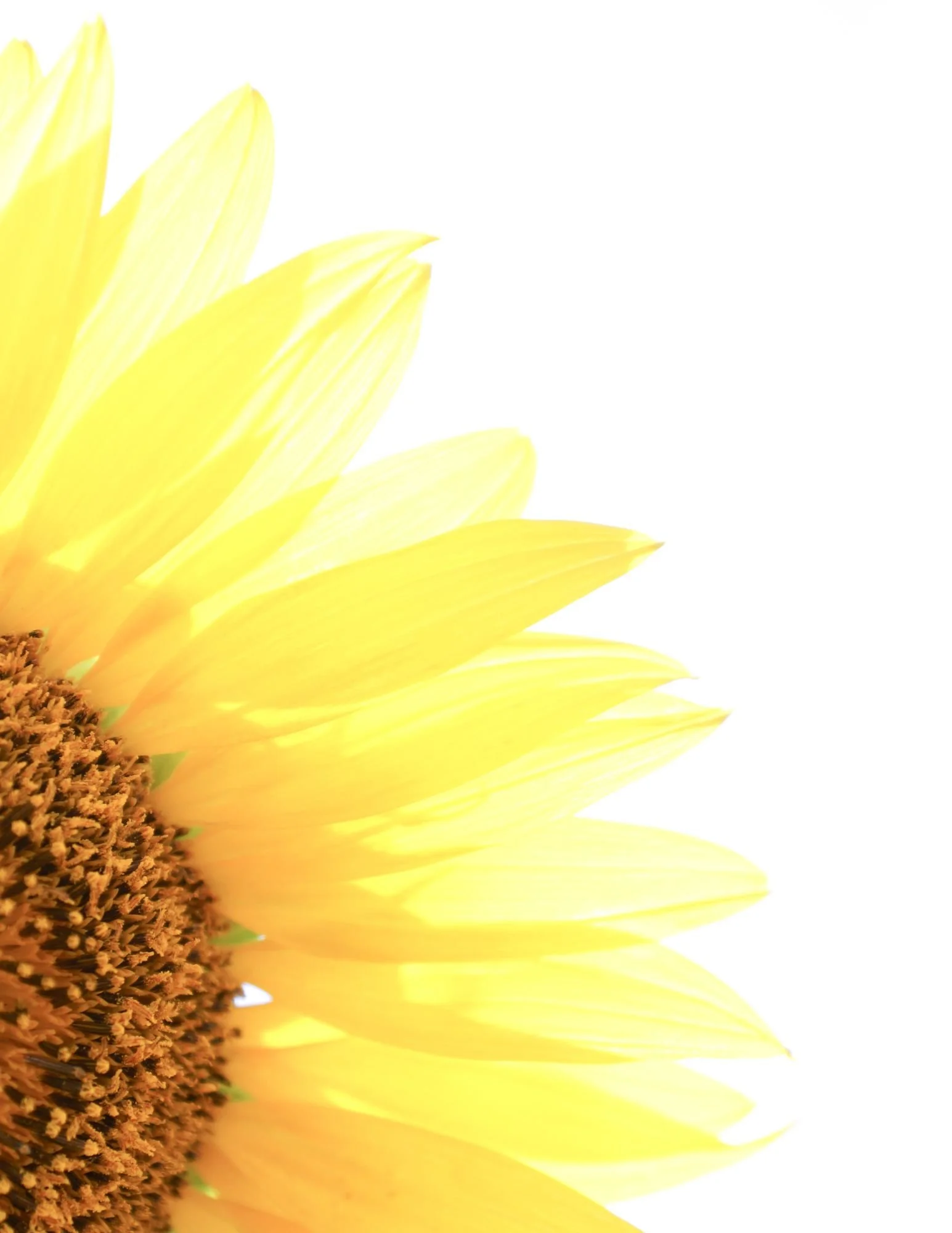 FISH SUNFLOWERS | Spread The Sunshine