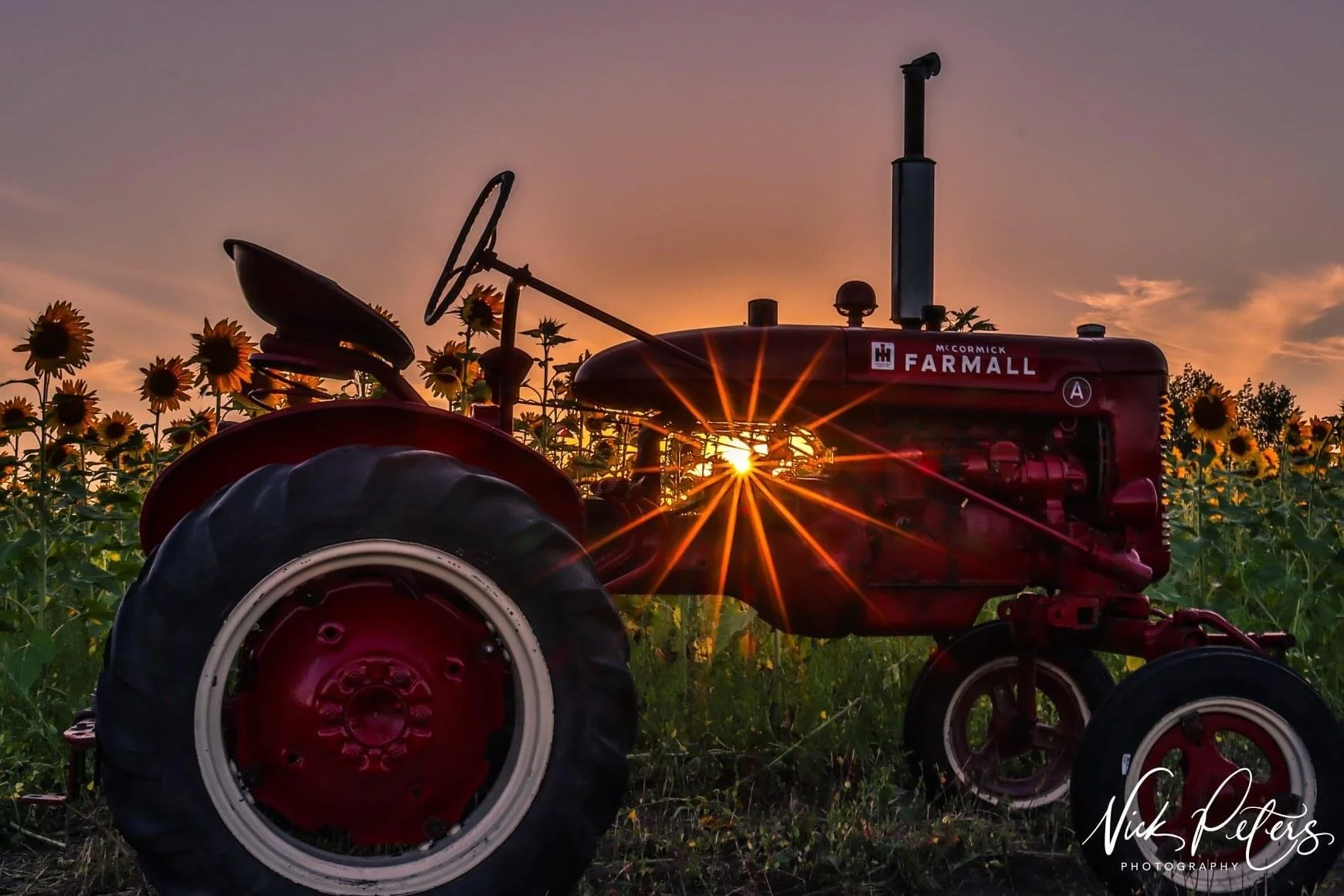 Gallery — FISH SUNFLOWERS