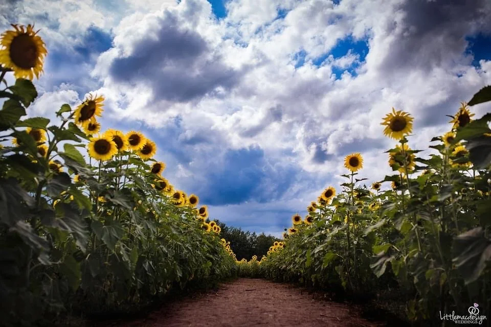 Gallery — FISH SUNFLOWERS