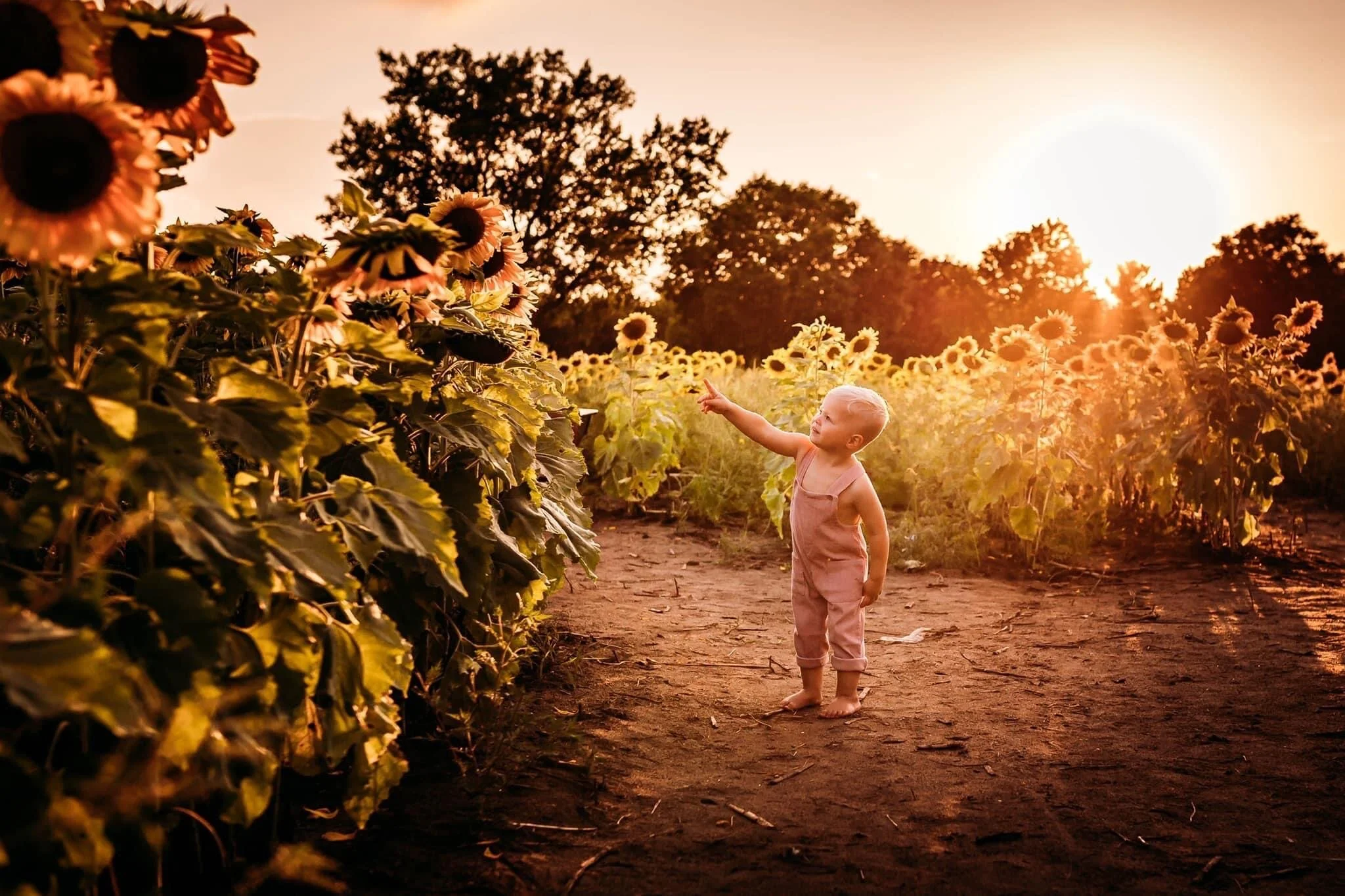 Gallery — FISH SUNFLOWERS