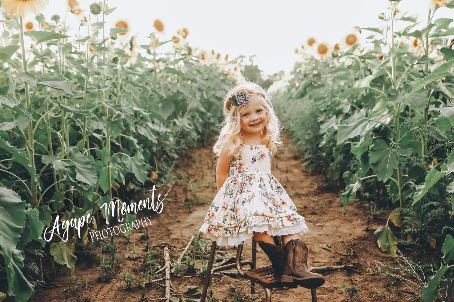 Gallery — FISH SUNFLOWERS