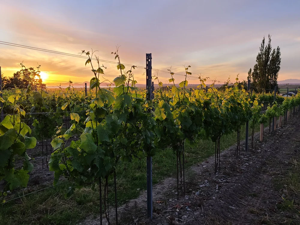 About Us — Öömrang is a boutique winery and distillery that specializes ...