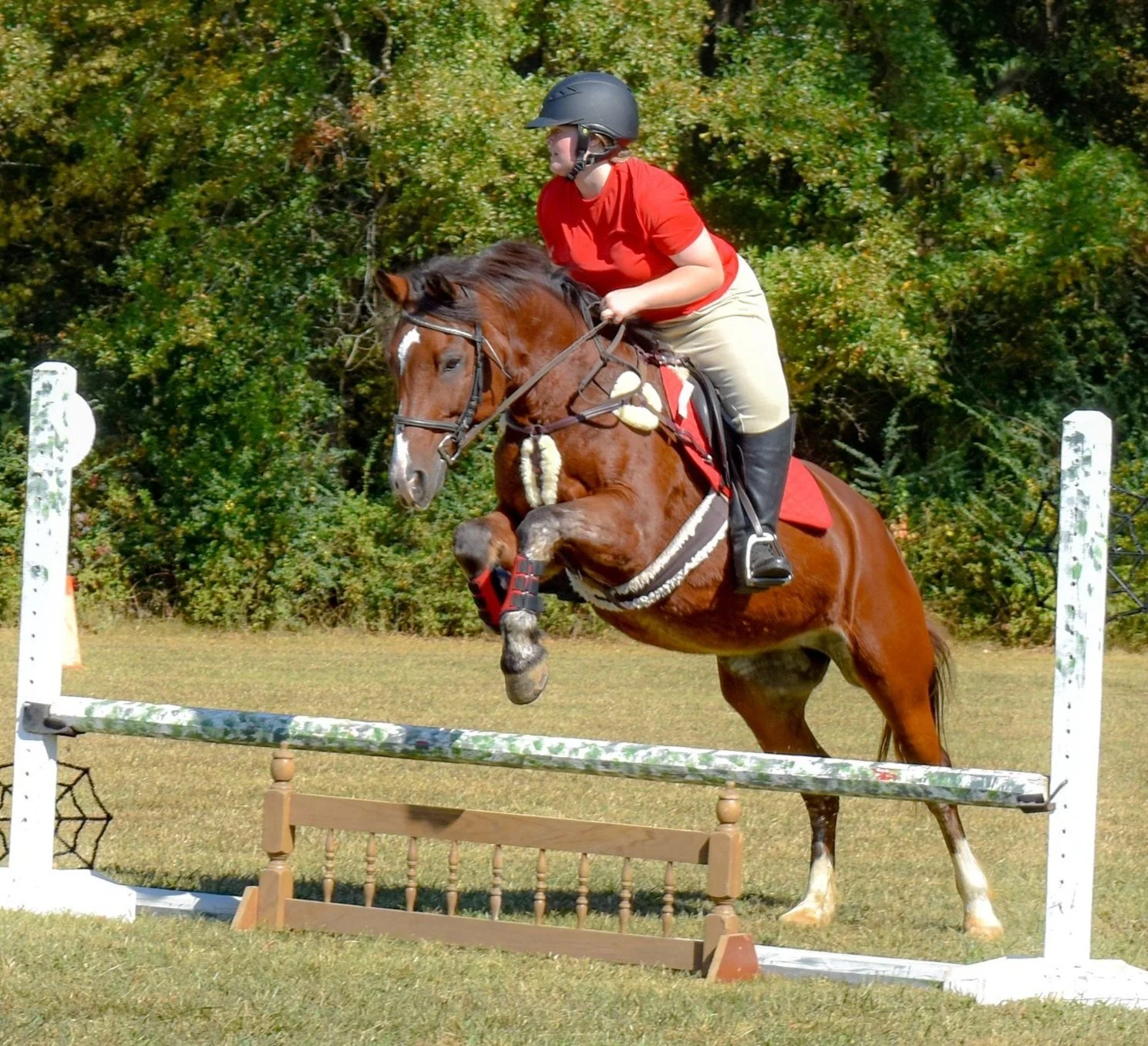Horses — Celestial Riding Academy