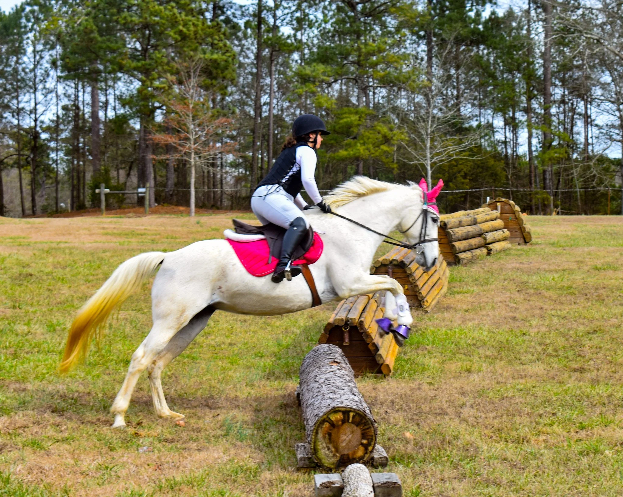 Horses — Celestial Riding Academy