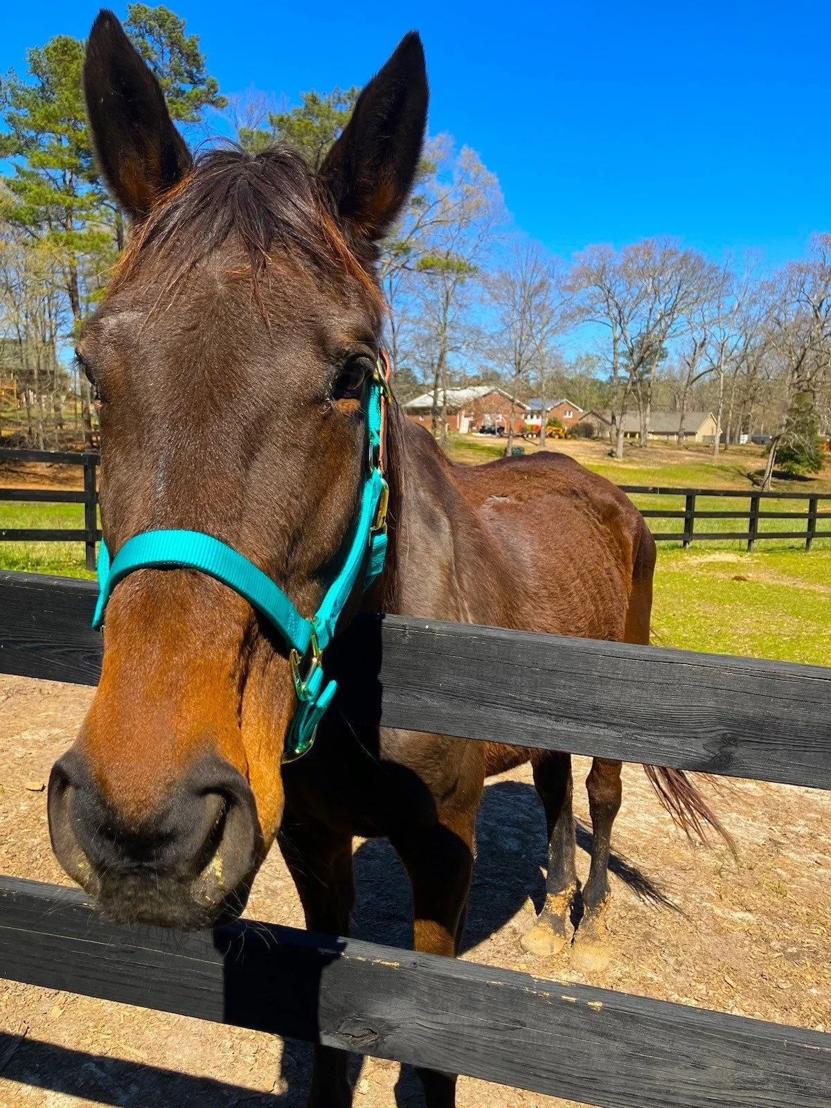 Horses — Celestial Riding Academy
