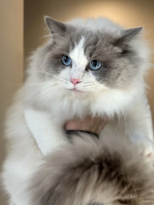 Understanding Ragdoll Colors and Patterns — Littlemitts Ragdoll Kittens ...
