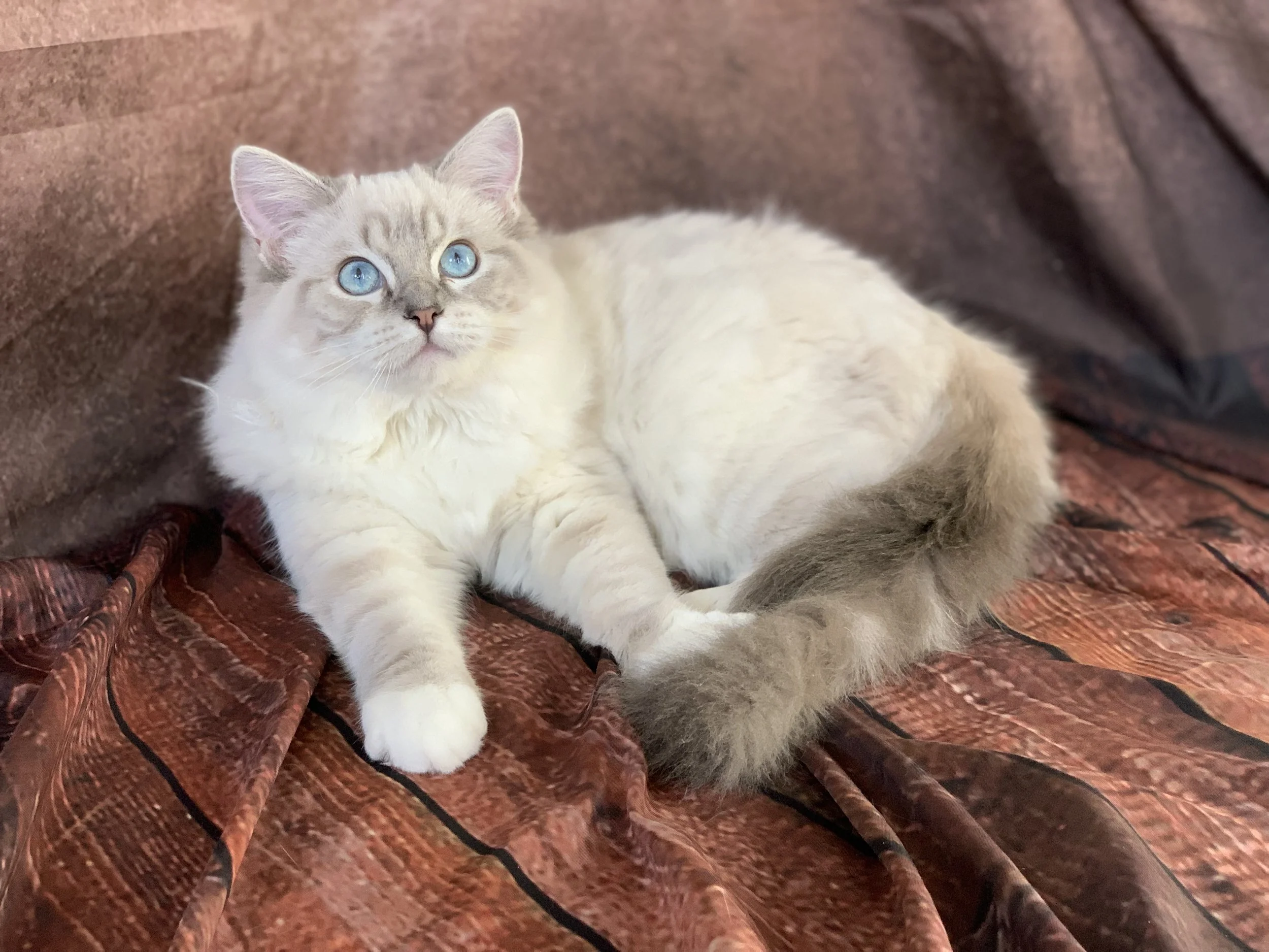 Littlemitts Ragdolls