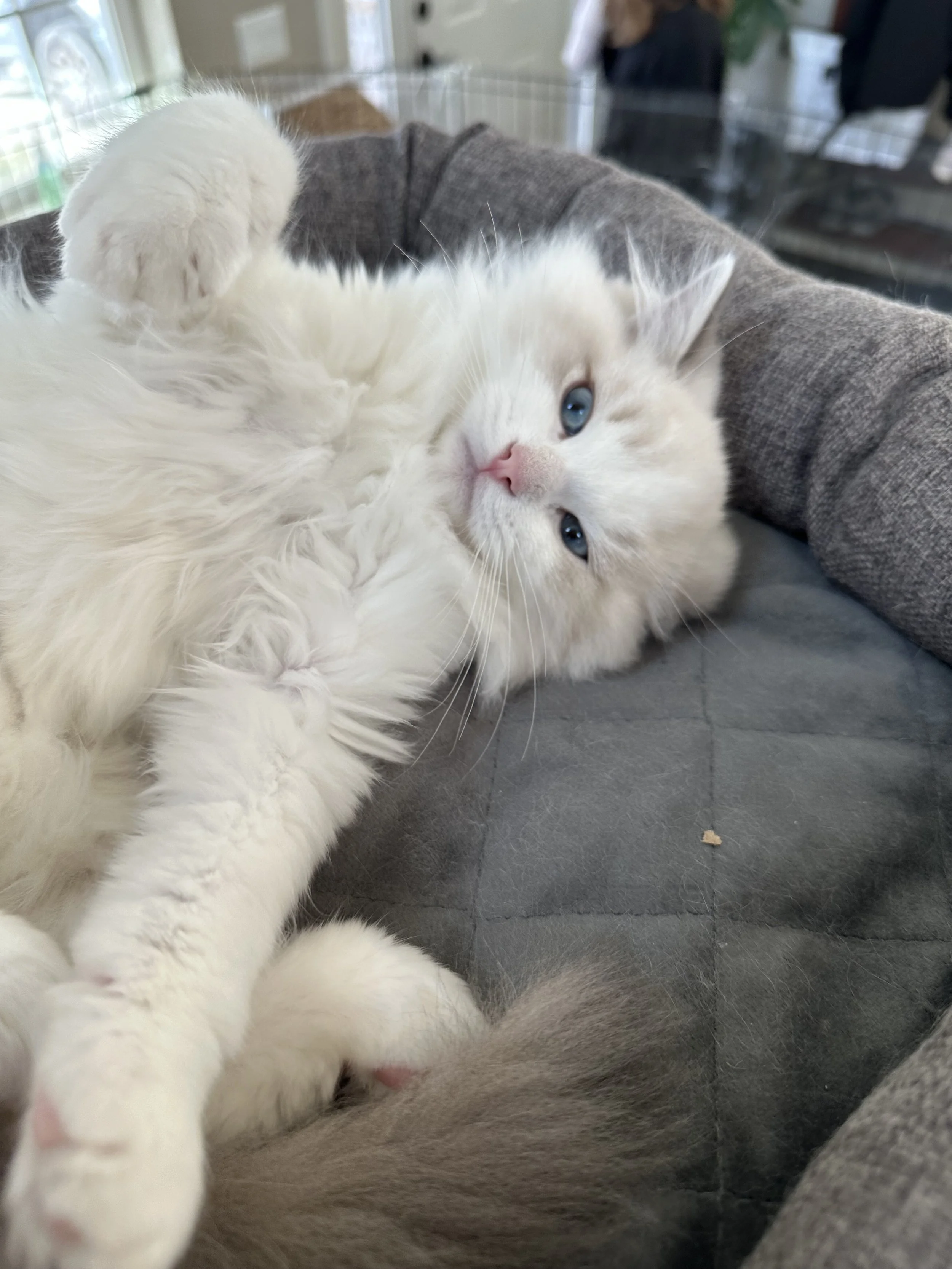 Littlemitts Ragdolls