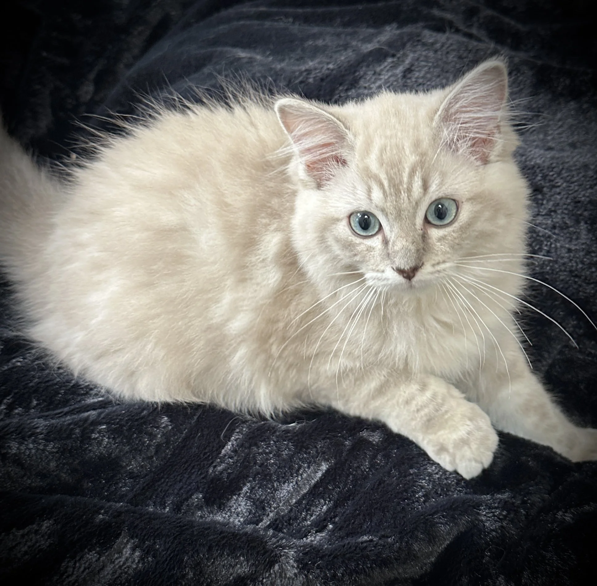 Littlemitts Ragdoll Kittens and Cats