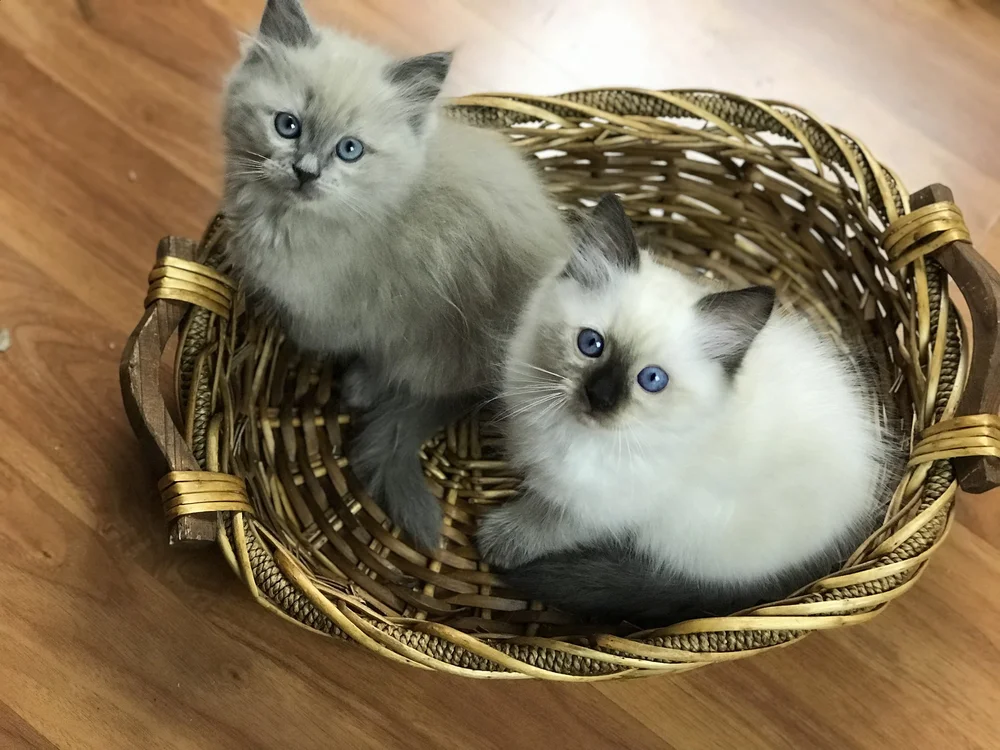 Understanding Ragdoll Colors and Patterns — Littlemitts Ragdoll Kittens ...