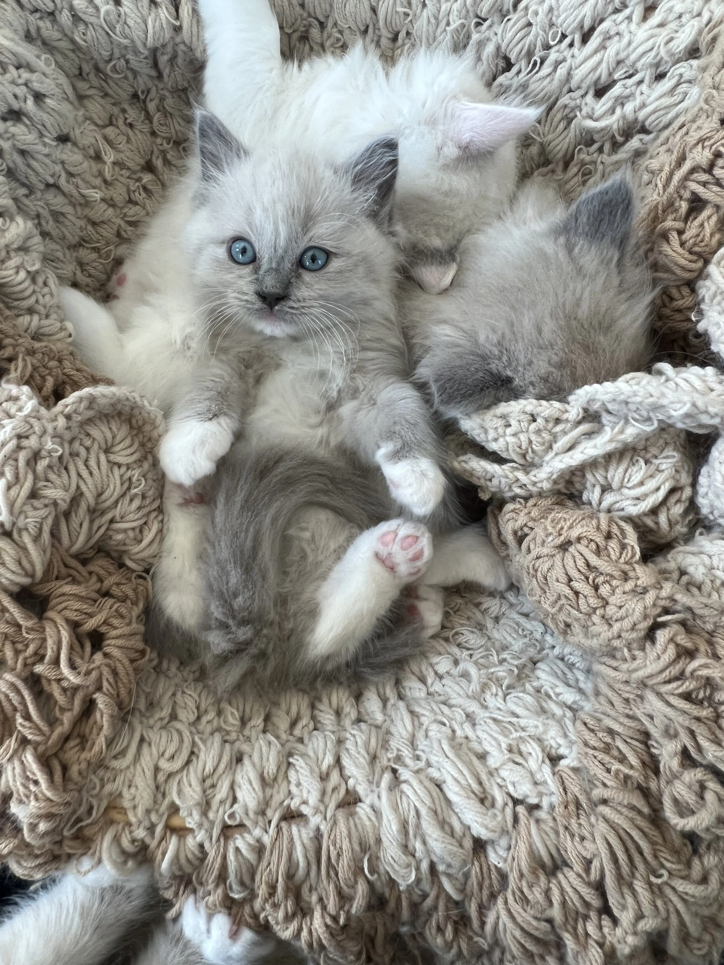 Upcoming Kittens — Littlemitts Ragdolls