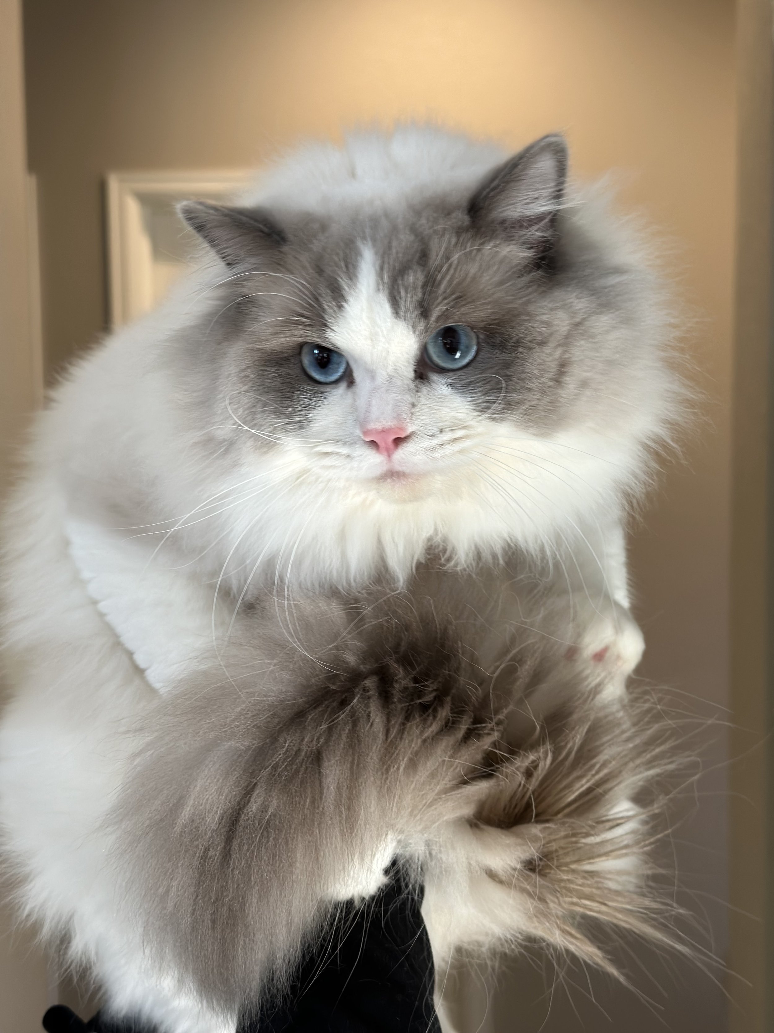 Littlemitts Ragdolls