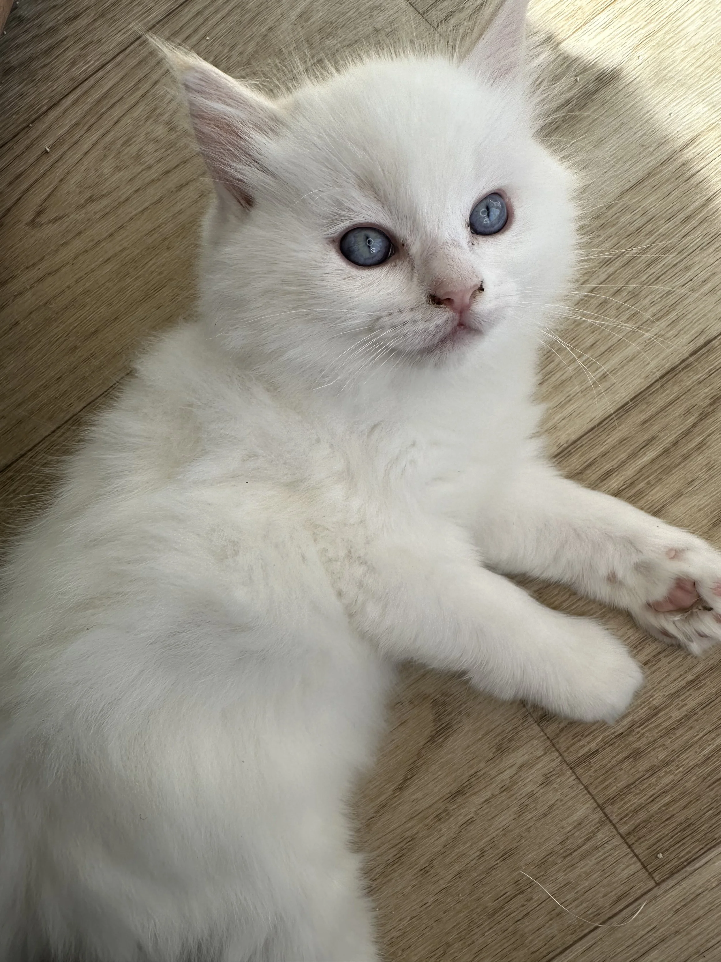 Littlemitts Ragdolls