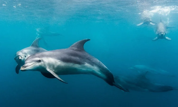 Boat Activities — Moonraker Dolphin Swims